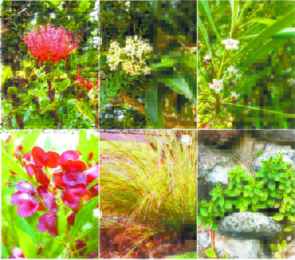 Malama aina starting with your yard; landscape with native plants ...